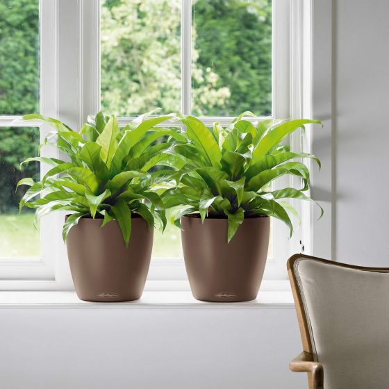 LECHUZA CLASSICO Color купить по цене 2851 рублей